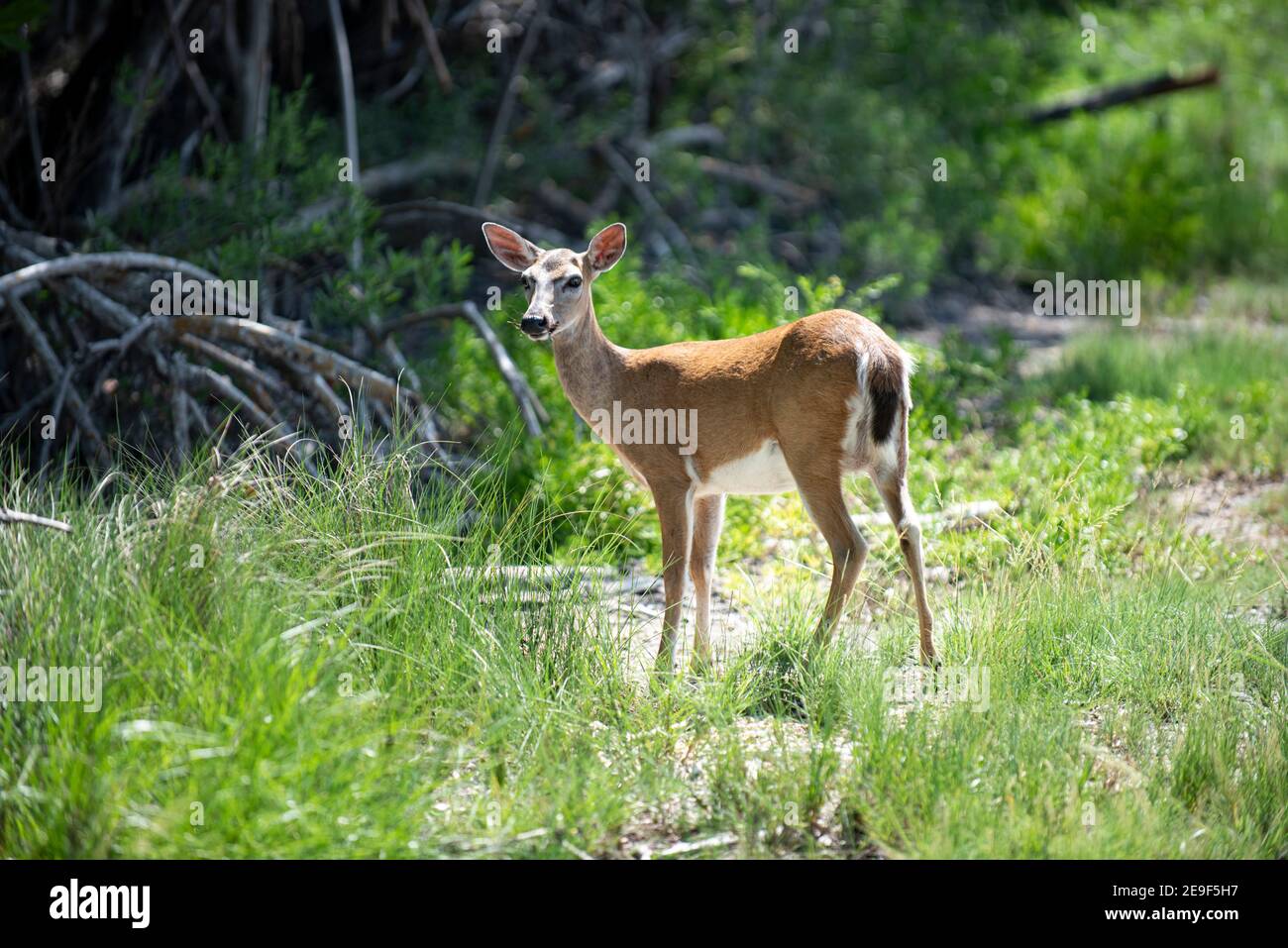 Wild animals concept. White-tailed Deer Fawn. Bambi. Young roe deer ...