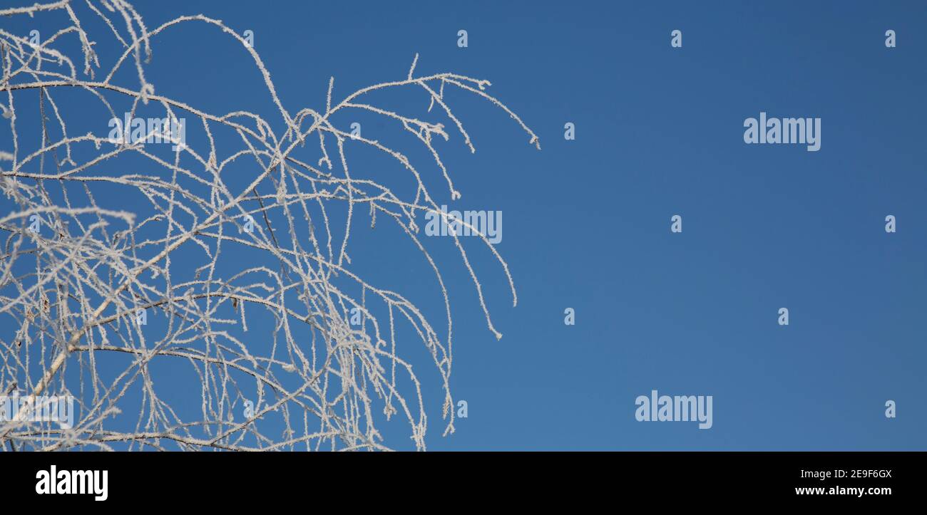 Snow and rime ice Beautiful winter background with twigs covered with ...