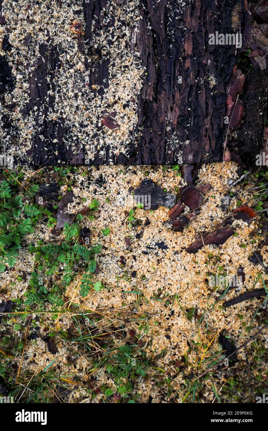 Tree bark and saw dust, close-up view, Lyon, France Stock Photo - Alamy