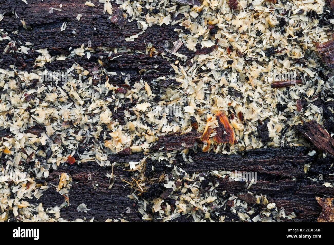 Tree bark and saw dust, close-up view, Lyon, France Stock Photo - Alamy