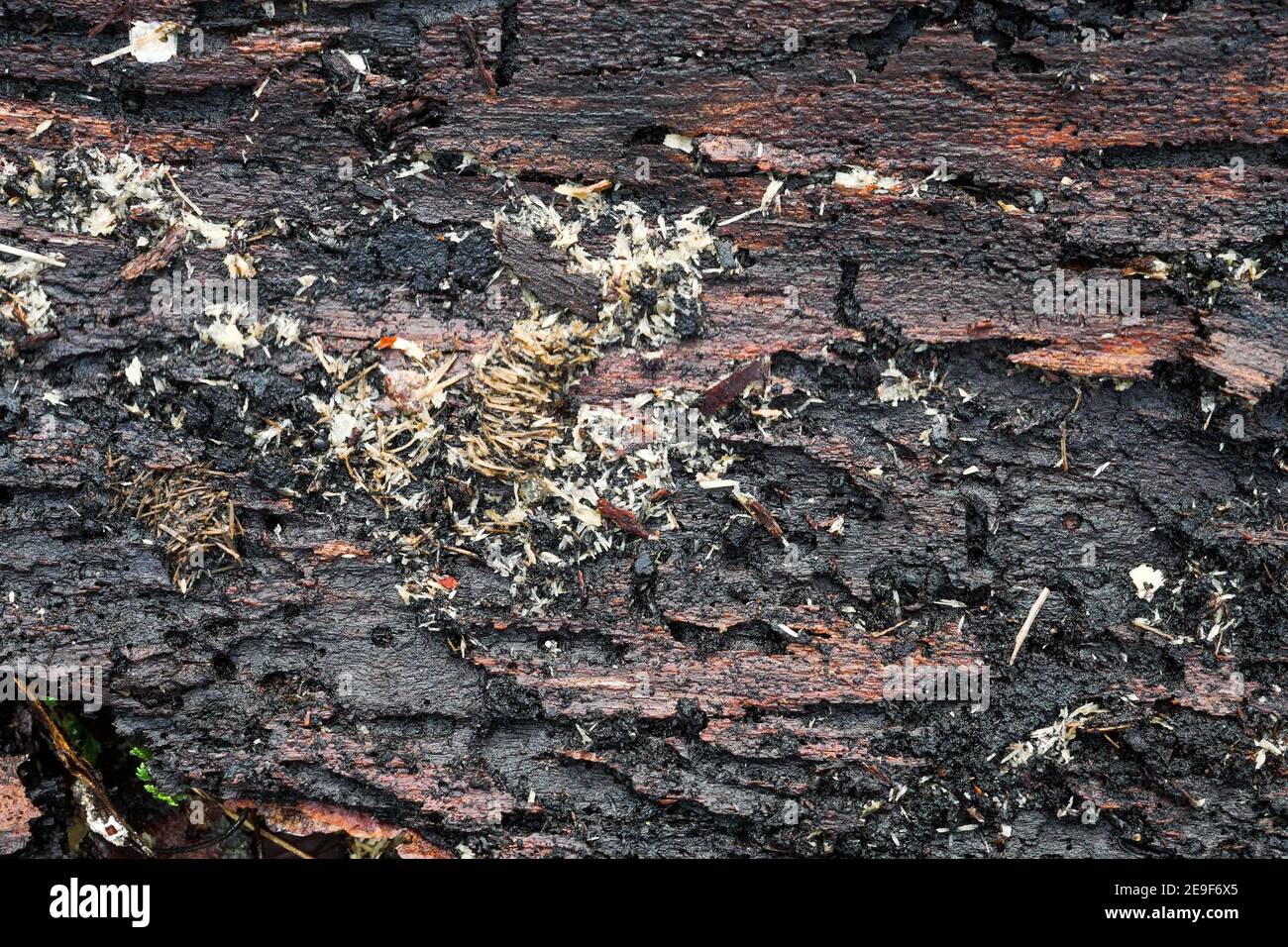 Tree bark and saw dust, close-up view, Lyon, France Stock Photo - Alamy