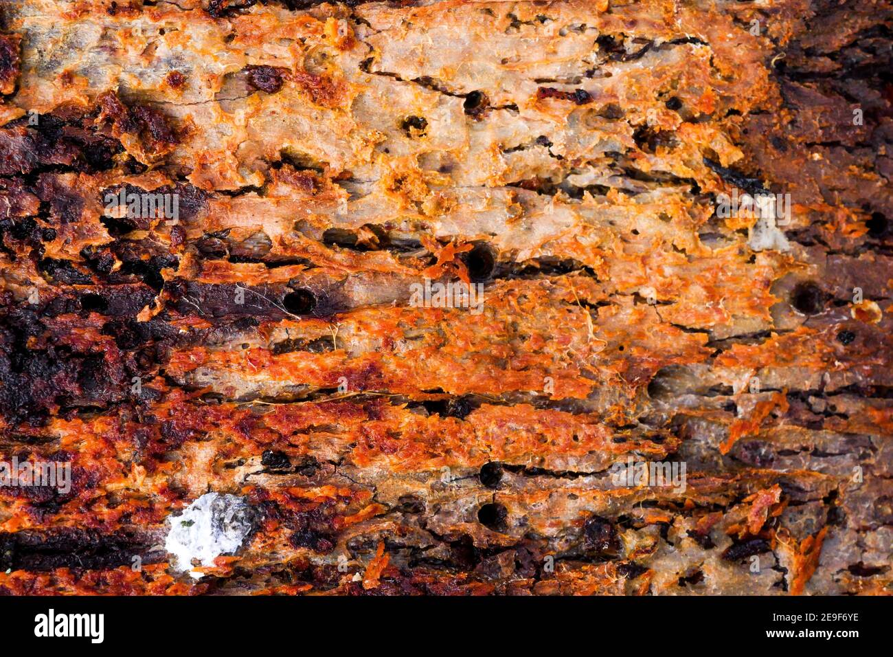 Tree bark, close-up view, Lyon, France Stock Photo - Alamy