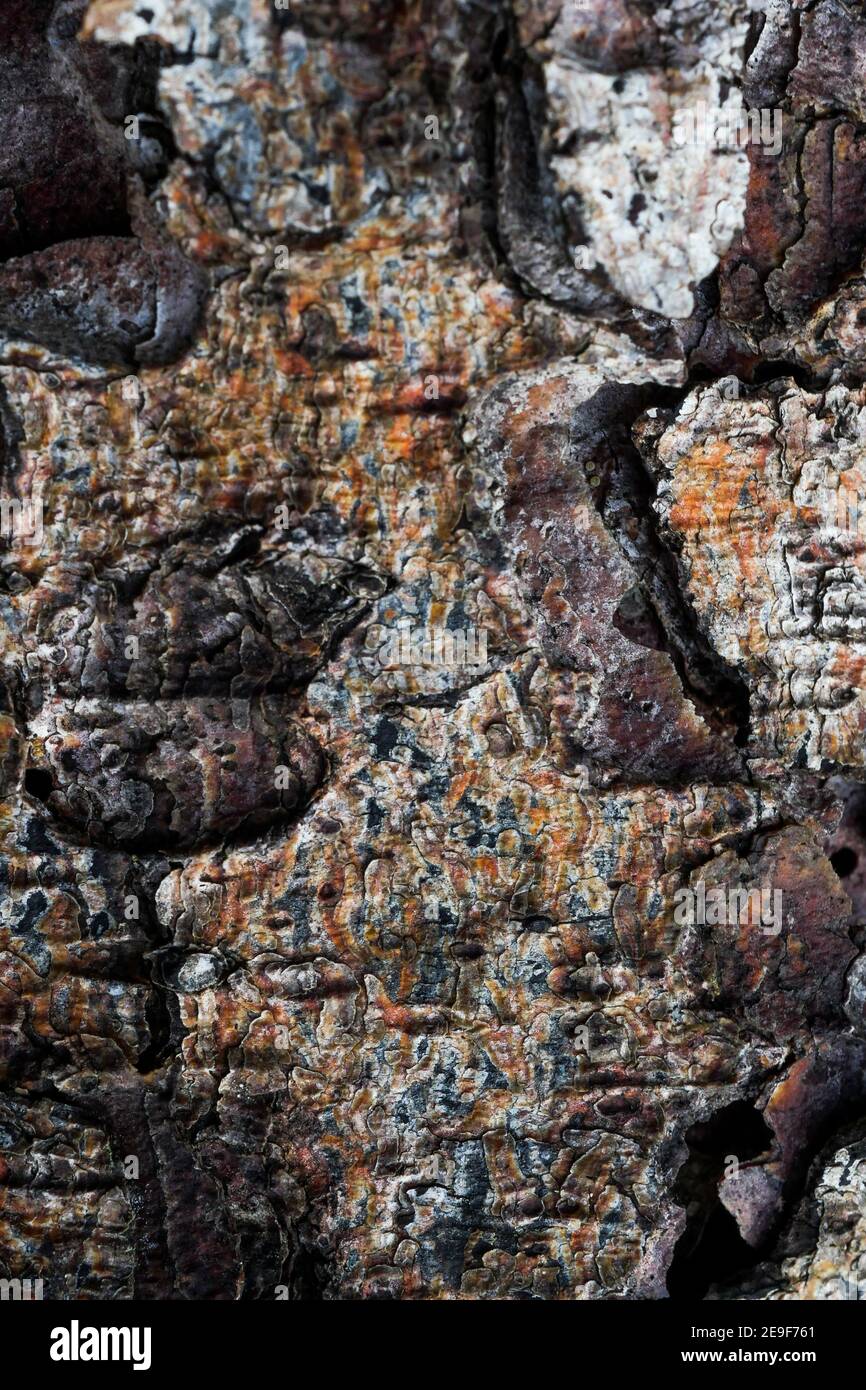 Tree bark, close-up view, Lyon, France Stock Photo - Alamy