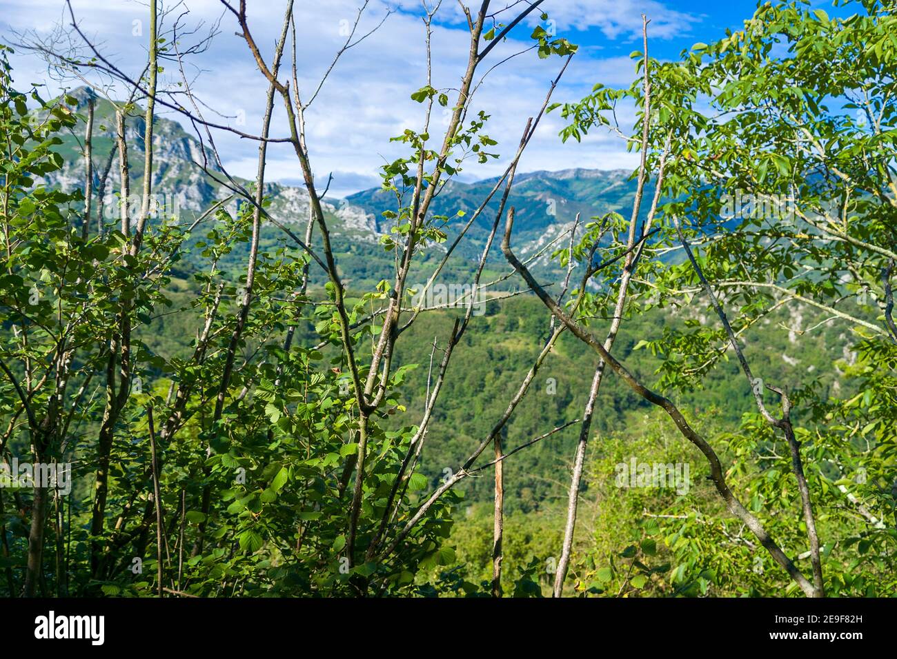 Tree branches with beautiful mountains in the background in Asturias ...