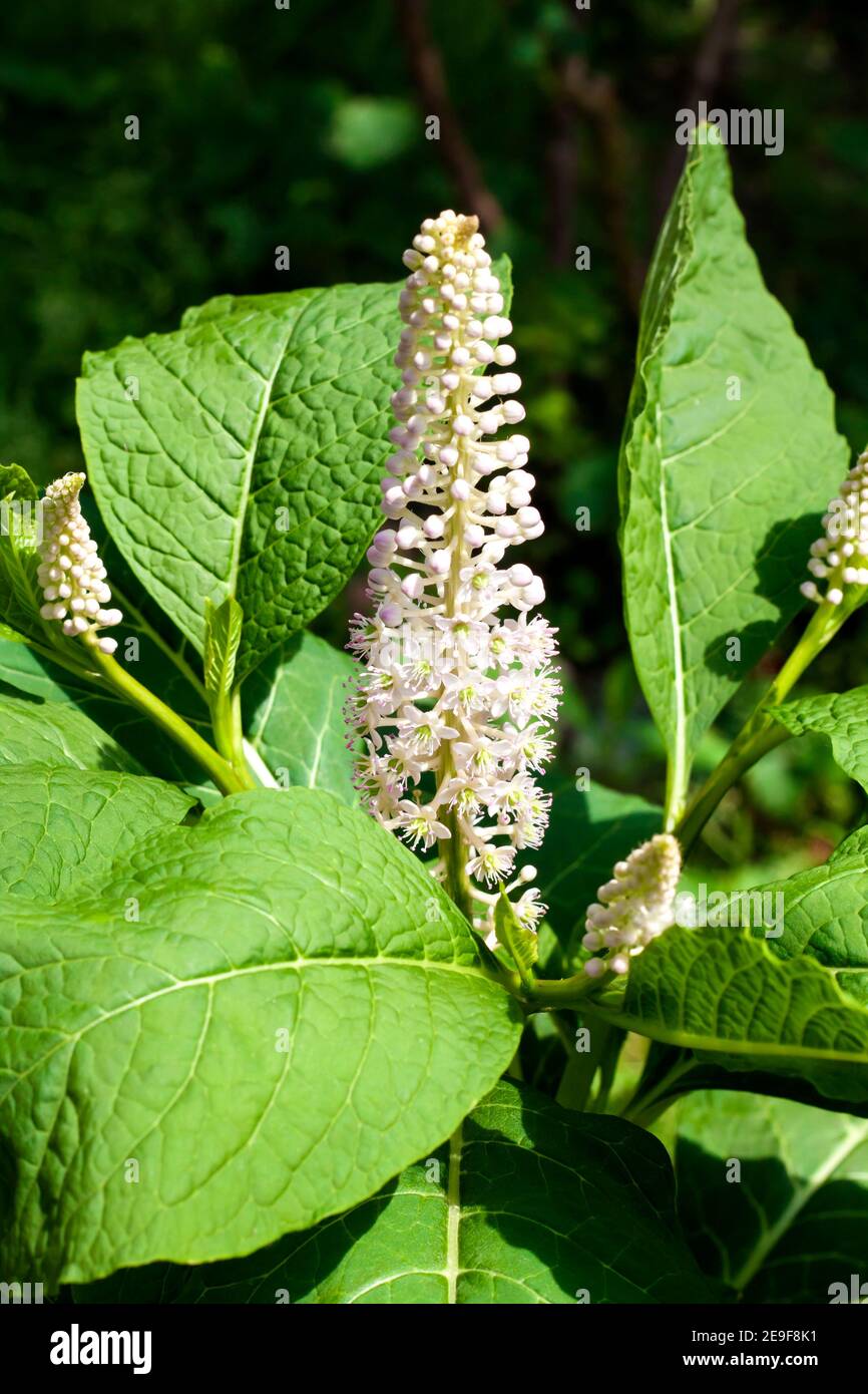 Phytolacca (known as pokeweeds, pokebush, pokeberry, pokeroot or poke ...