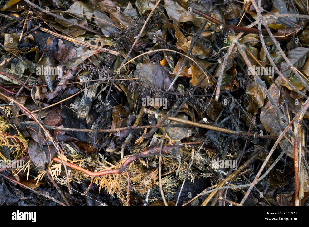 Enviironment, Rotting leaves, Lyon, France Stock Photo - Alamy
