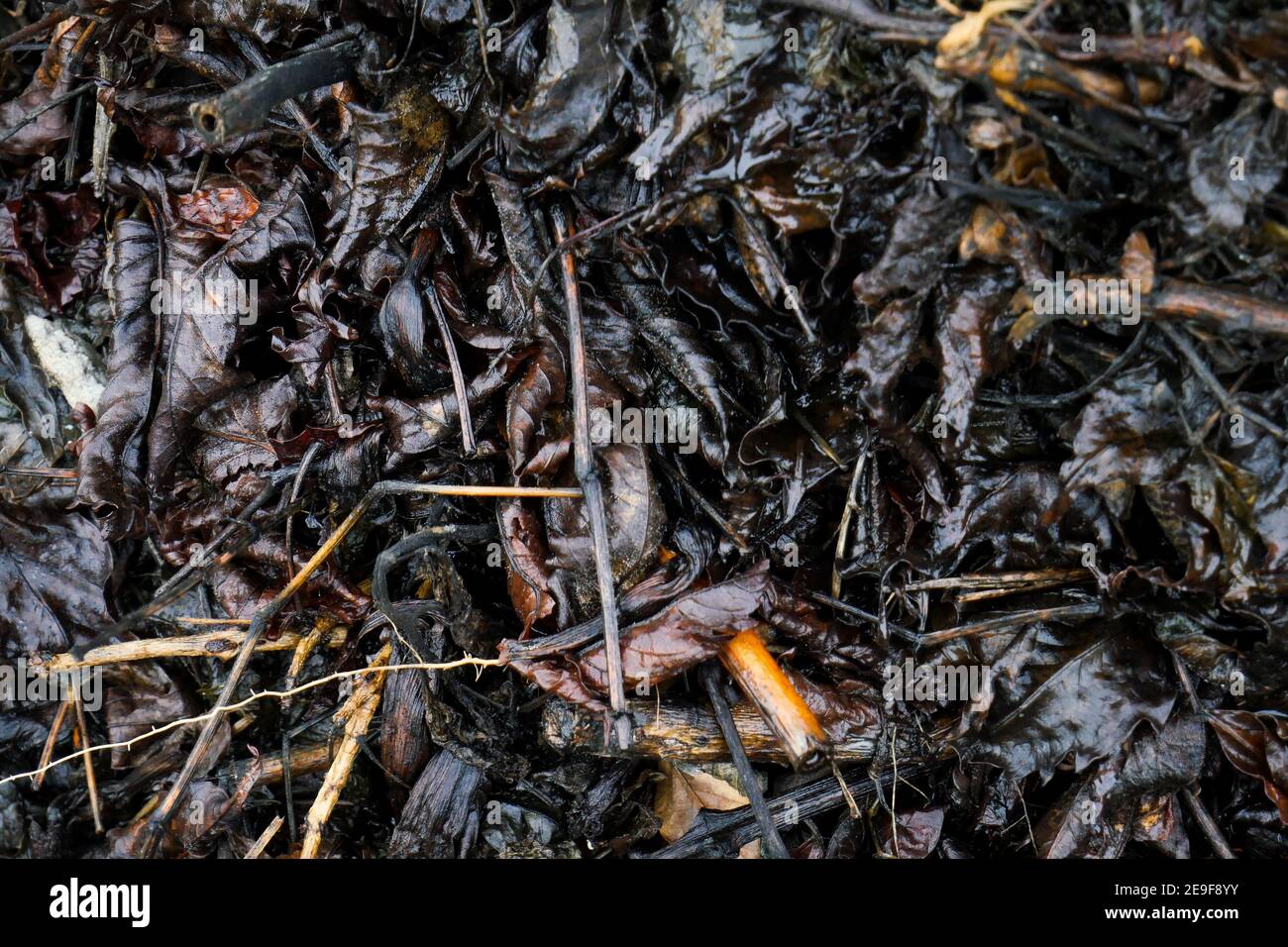 Rotting Leaves High Resolution Stock Photography and Images - Alamy