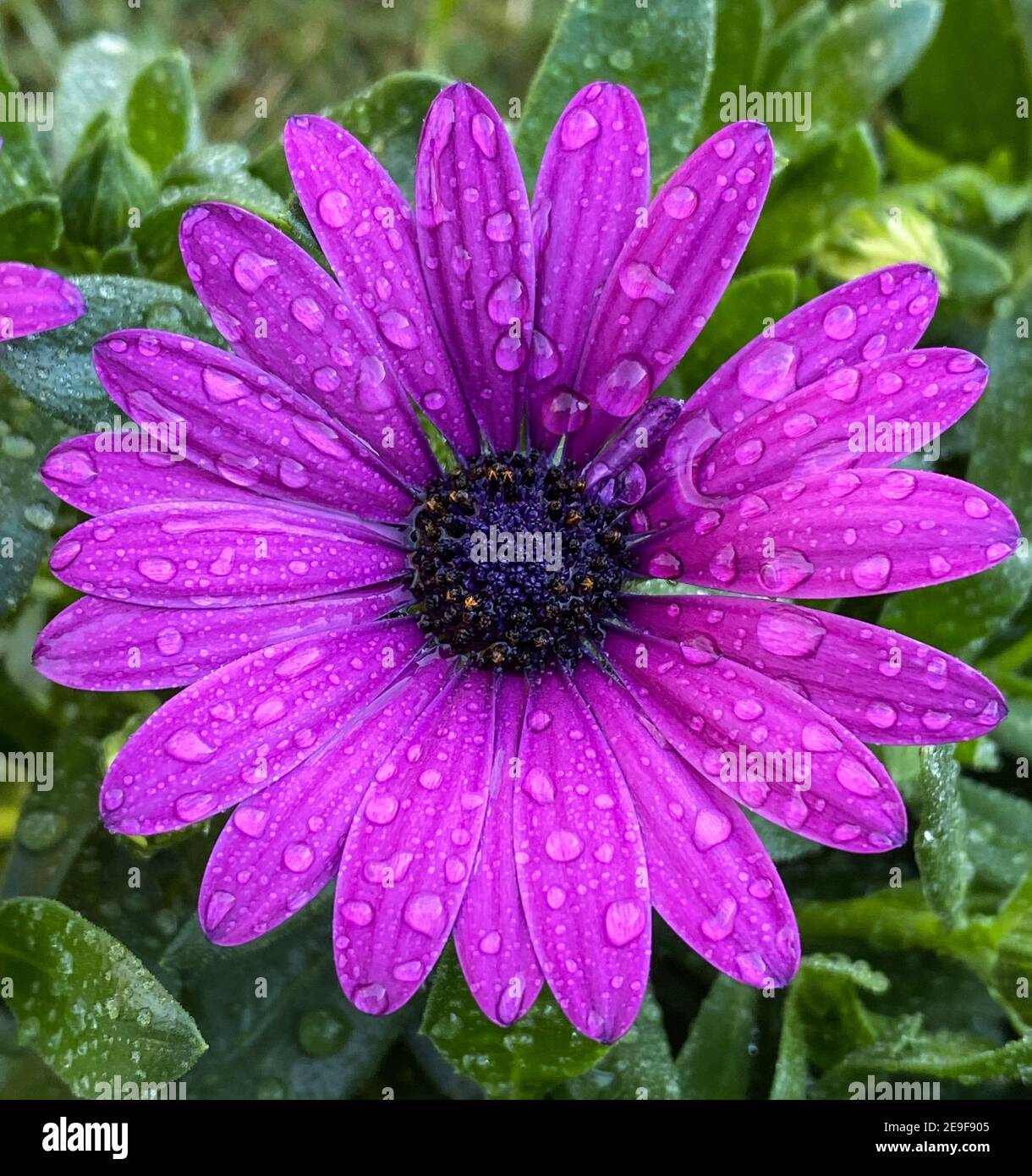 Overhead shot of a purple daisy flower with dew on top Stock Photo - Alamy