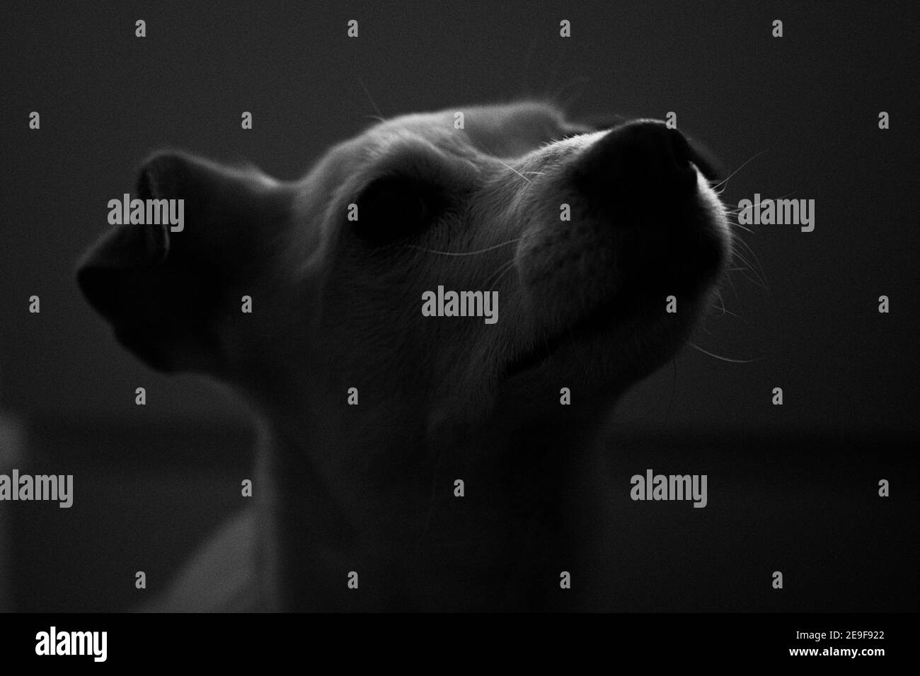 Blurred face dog Black and White Stock Photos & Images - Alamy