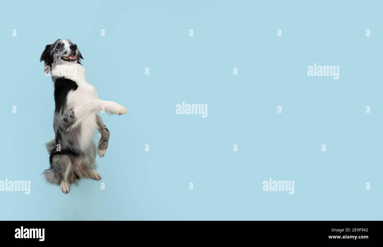 Border collie trick. Dog sitting on hind legs begging behaviour ...