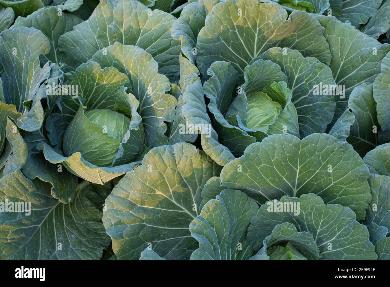 Green fresh cabbage maturing heads growing in the farm field Stock ...