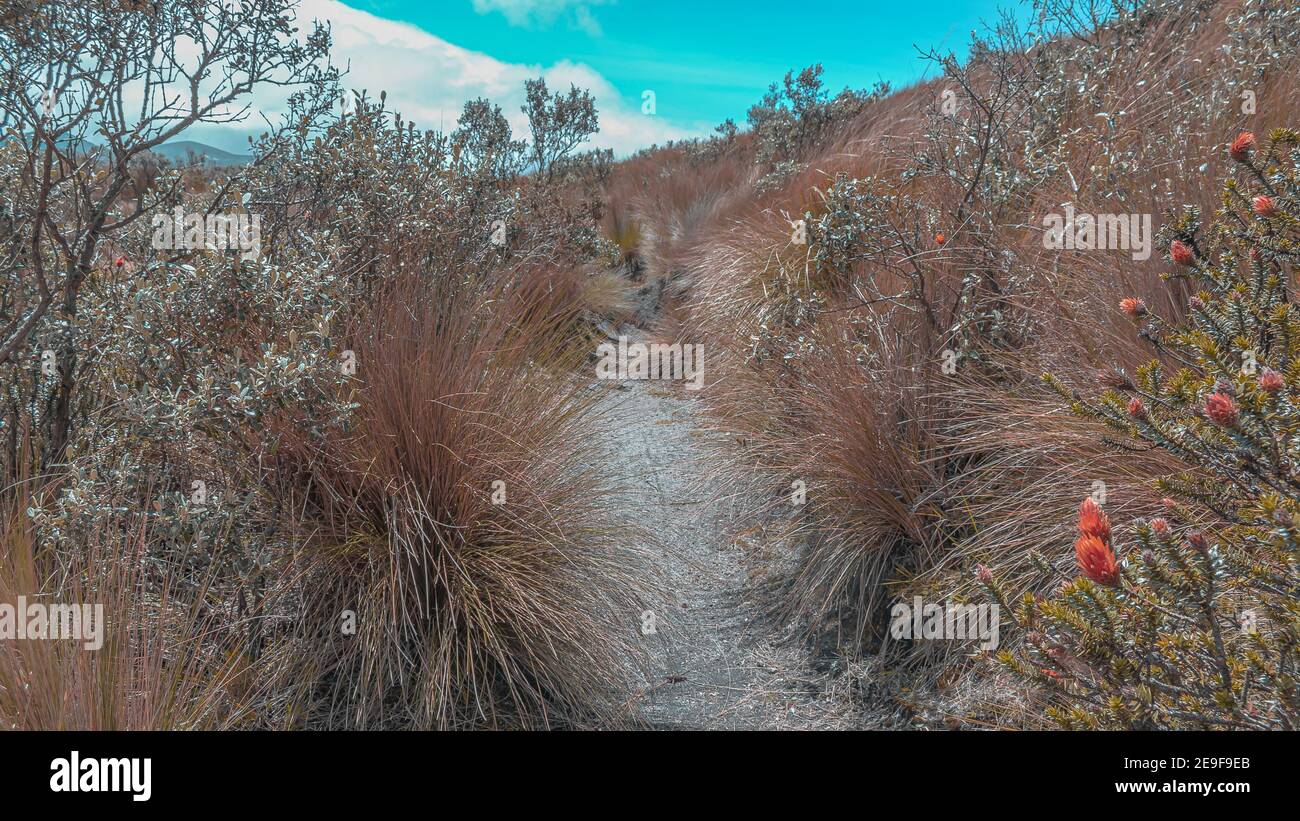 Closeup shot of grassland with tussock bunchgrass species Stock Photo ...
