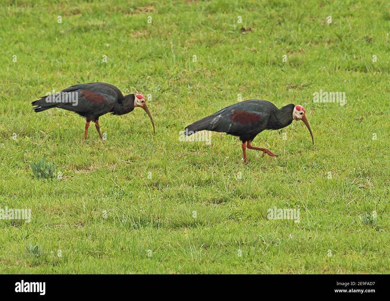 Southern Bald Ibis (Geronticus calvus) two adults feeding in meadow ...