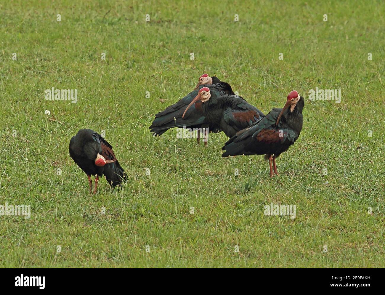 Southern Bald Ibis (Geronticus calvus) four adults preening ...