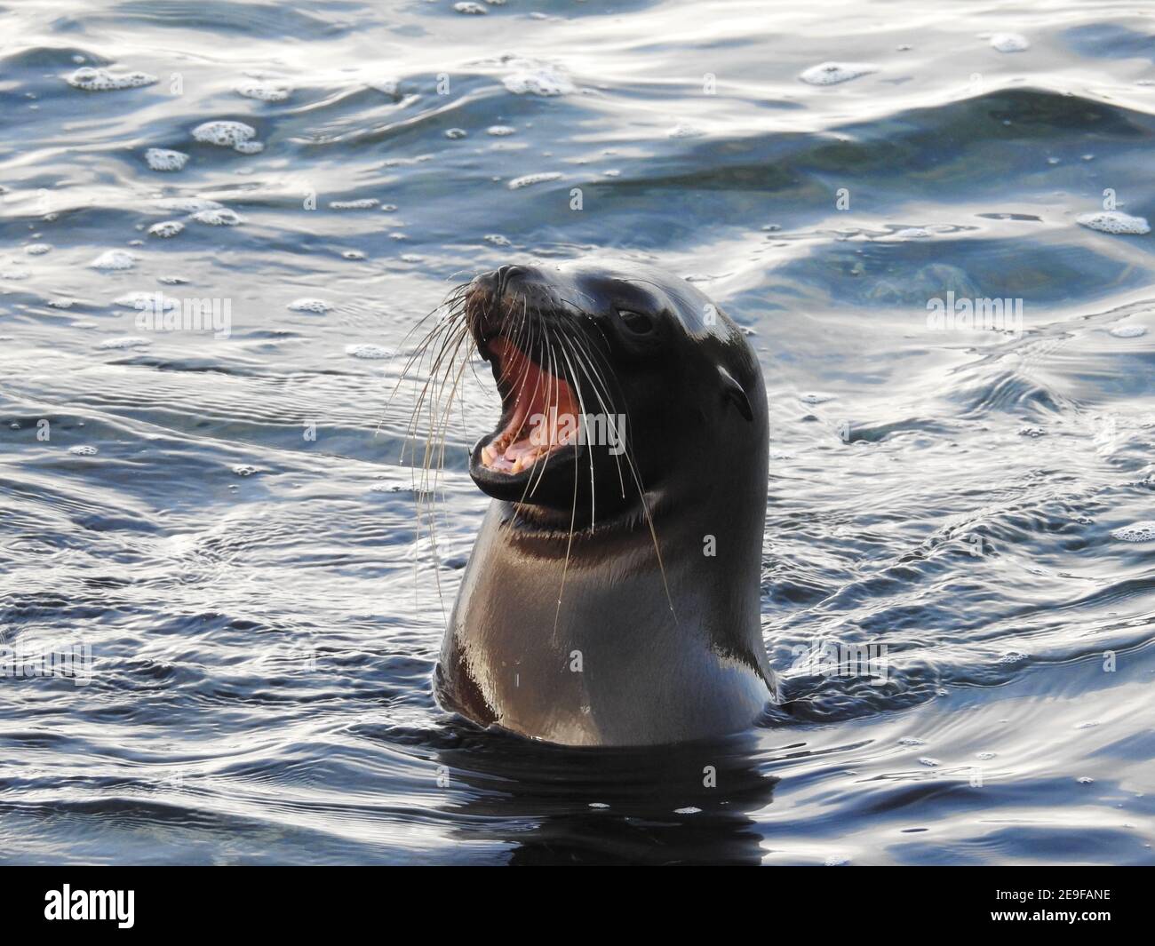 Seal in the water in Galapagos Islands Stock Photo - Alamy