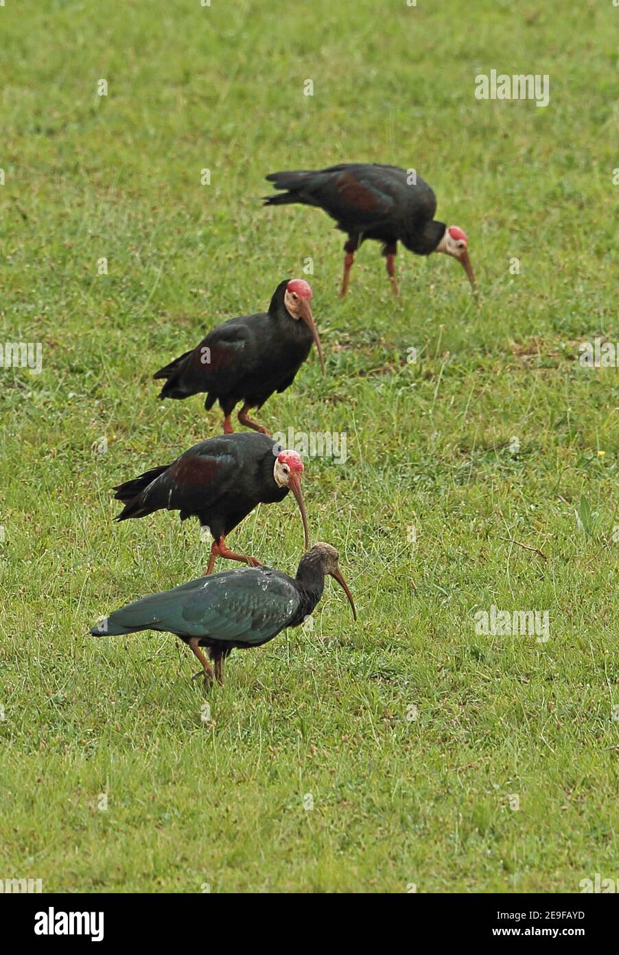 Southern Bald Ibis (Geronticus calvus) three adults and a juvenile ...