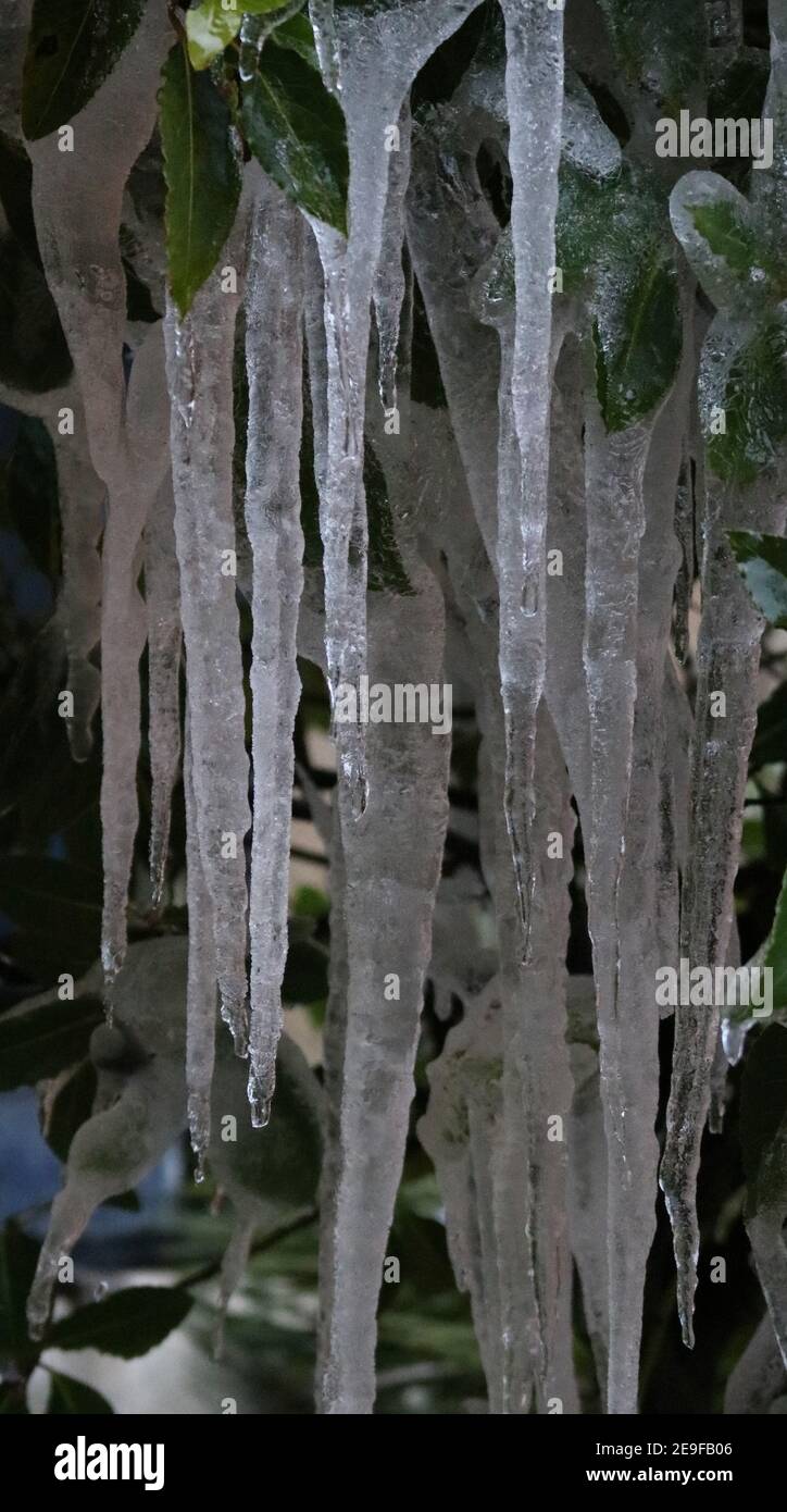 Portrait image of long clear icicles hanging from tree in winter Stock ...
