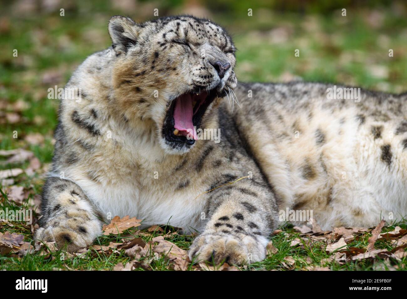 Magdeburg, Germany. 21st Jan, 2021. A snow leopard (Panthera uncia ...