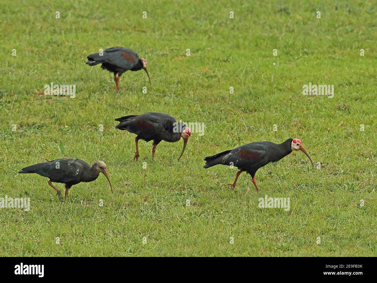 Southern Bald Ibis (Geronticus calvus) three adults and a juvenile ...