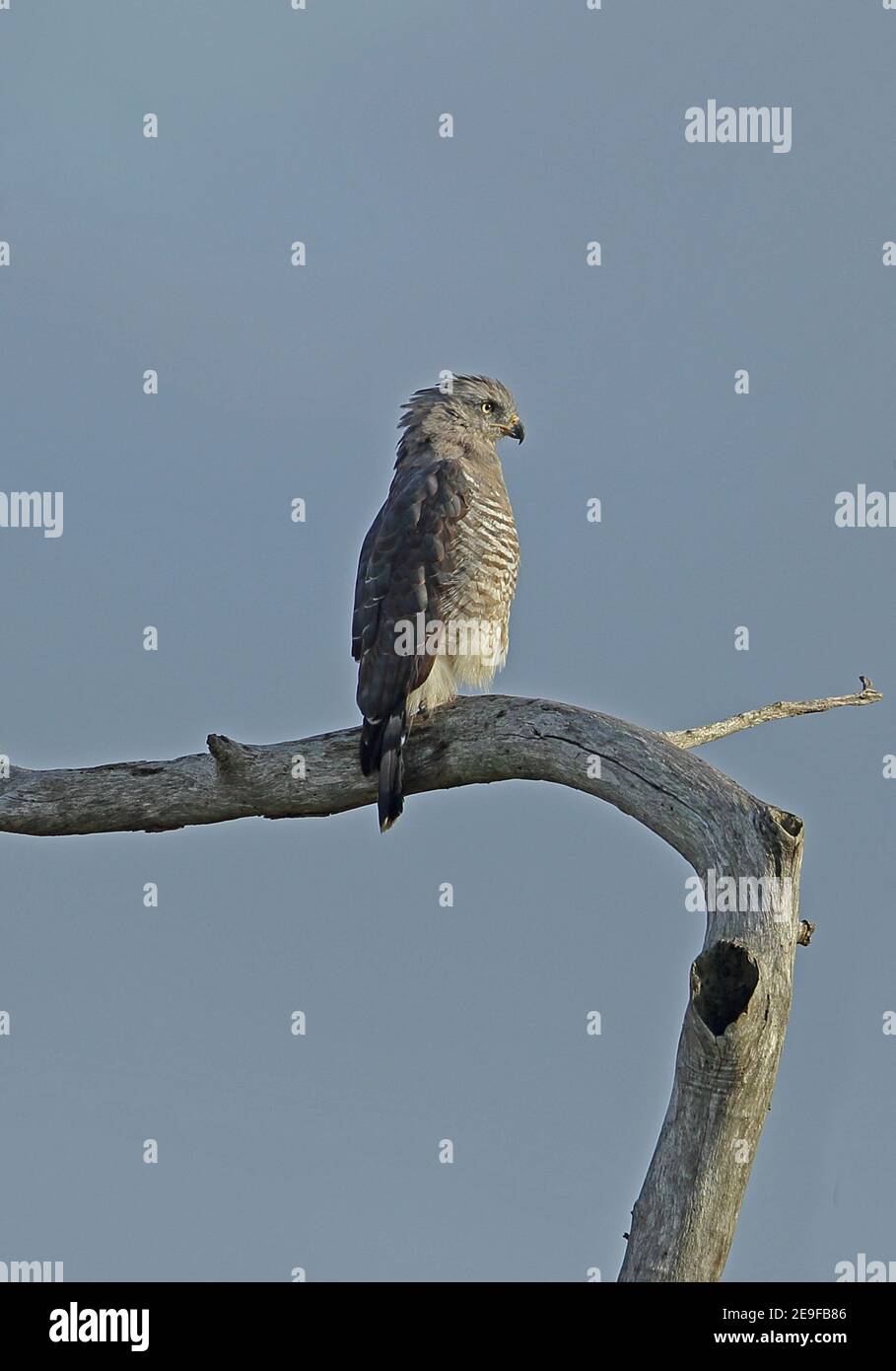 Southern Banded Snake-eagle (Circaetus fasciolatus) adult perched on ...