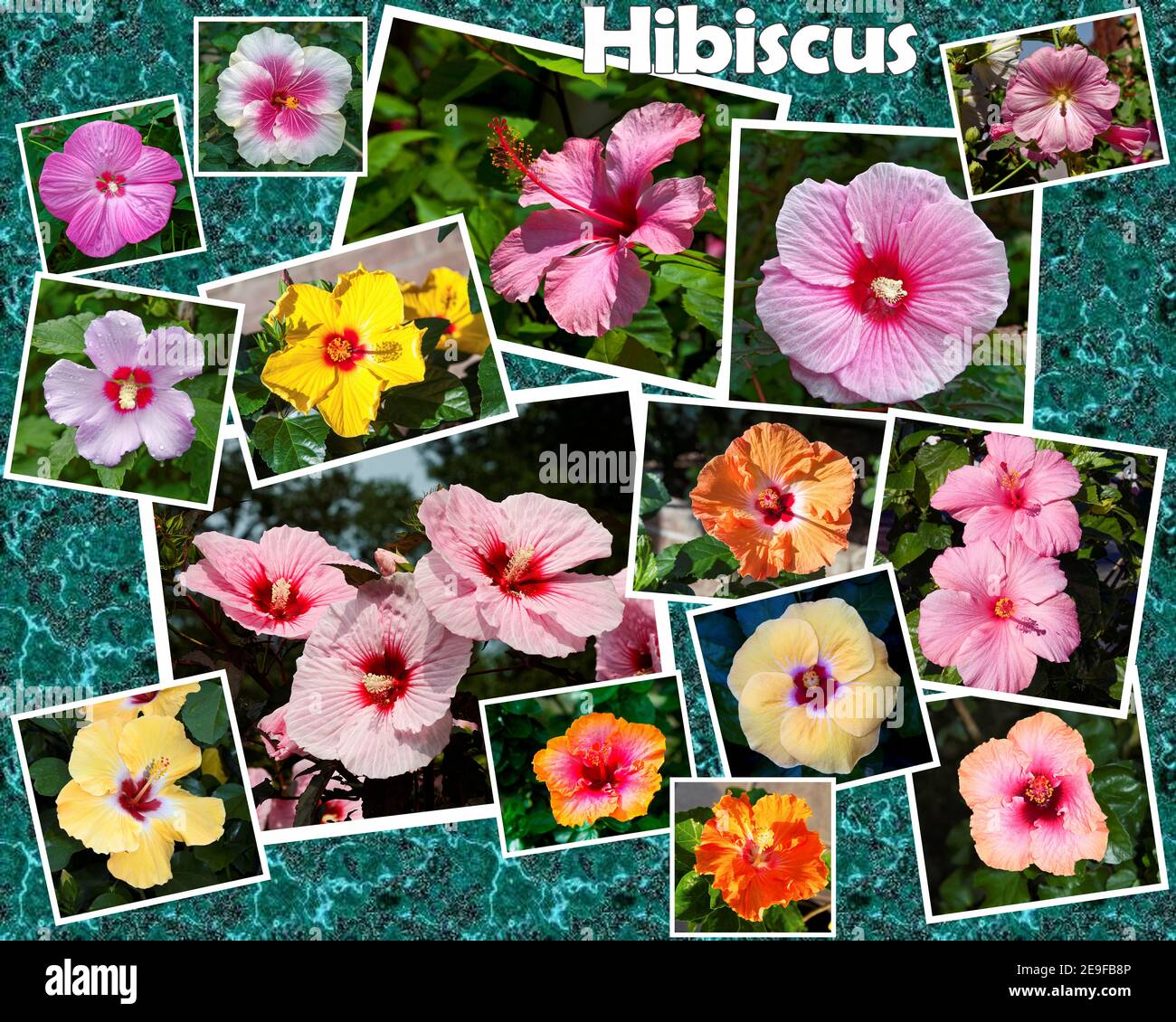 hibiscus collage, 15 close-ups, varied colors, cultivated flowers ...