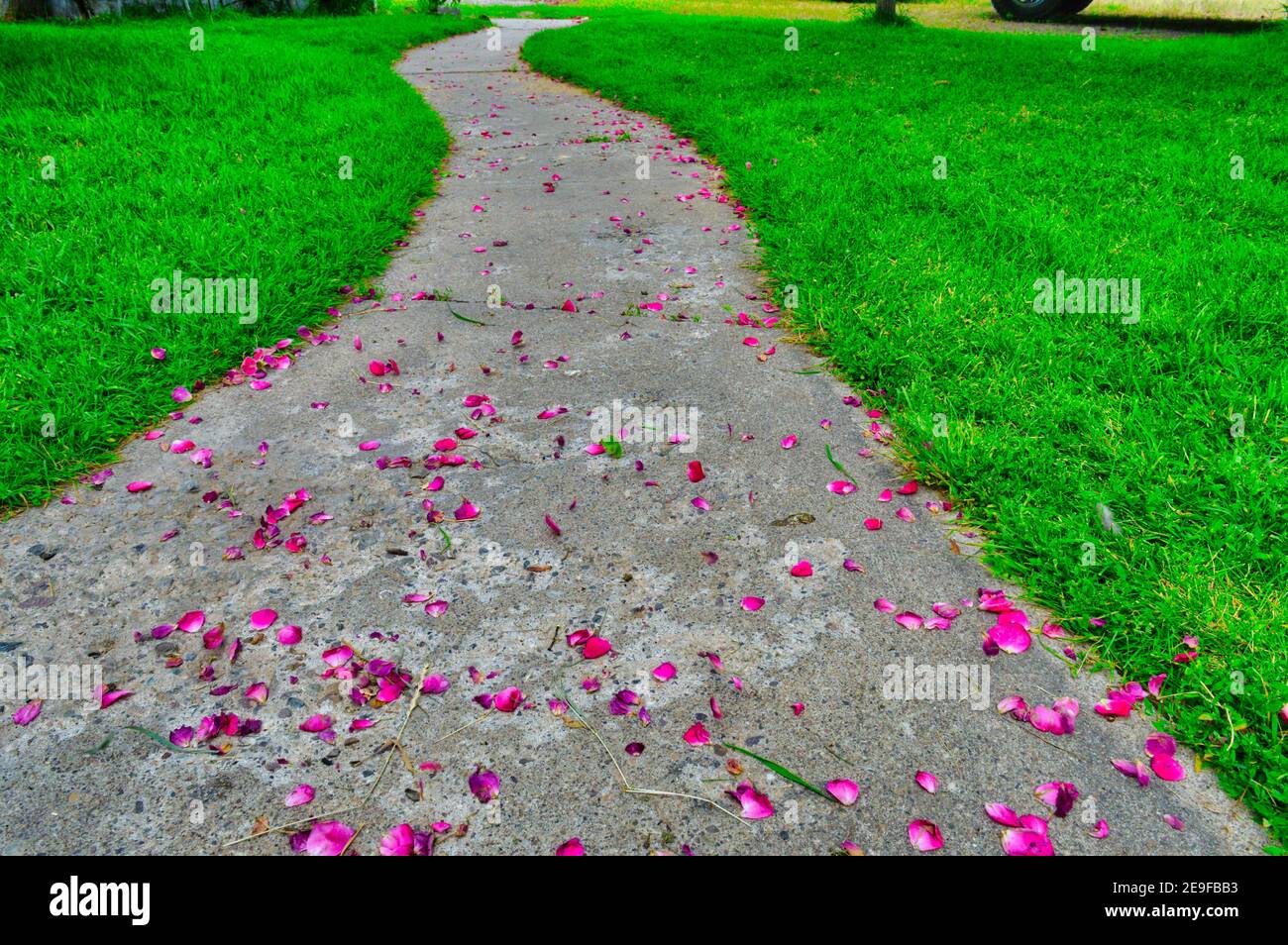 Closeup shot pathway rose hi-res stock photography and images - Alamy