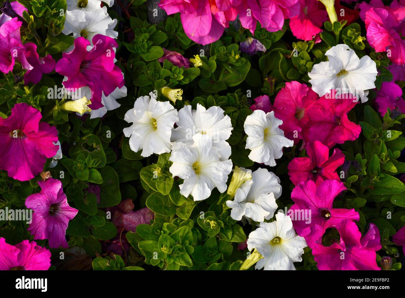 Potted petunias hi-res stock photography and images - Alamy