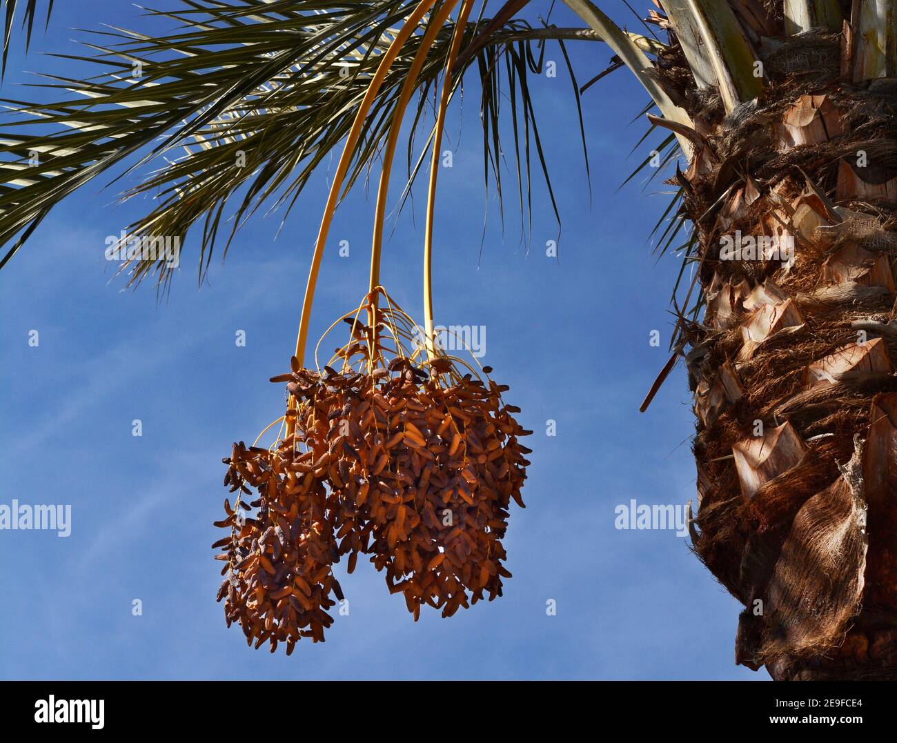 Palm fruit palm springs hi-res stock photography and images - Alamy
