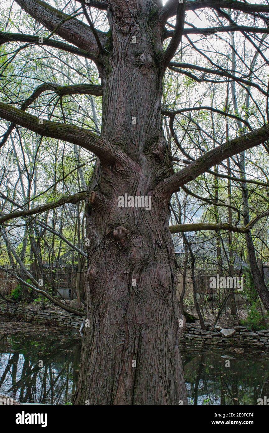 Vertical shot of a growing tall tree near the lake at daylight Stock ...