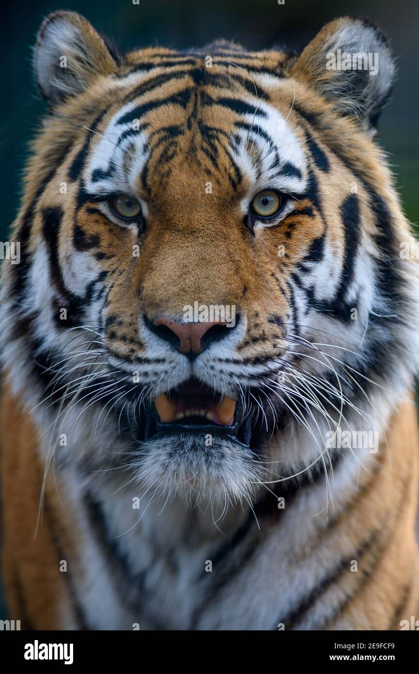 Tiger roams hi-res stock photography and images - Alamy