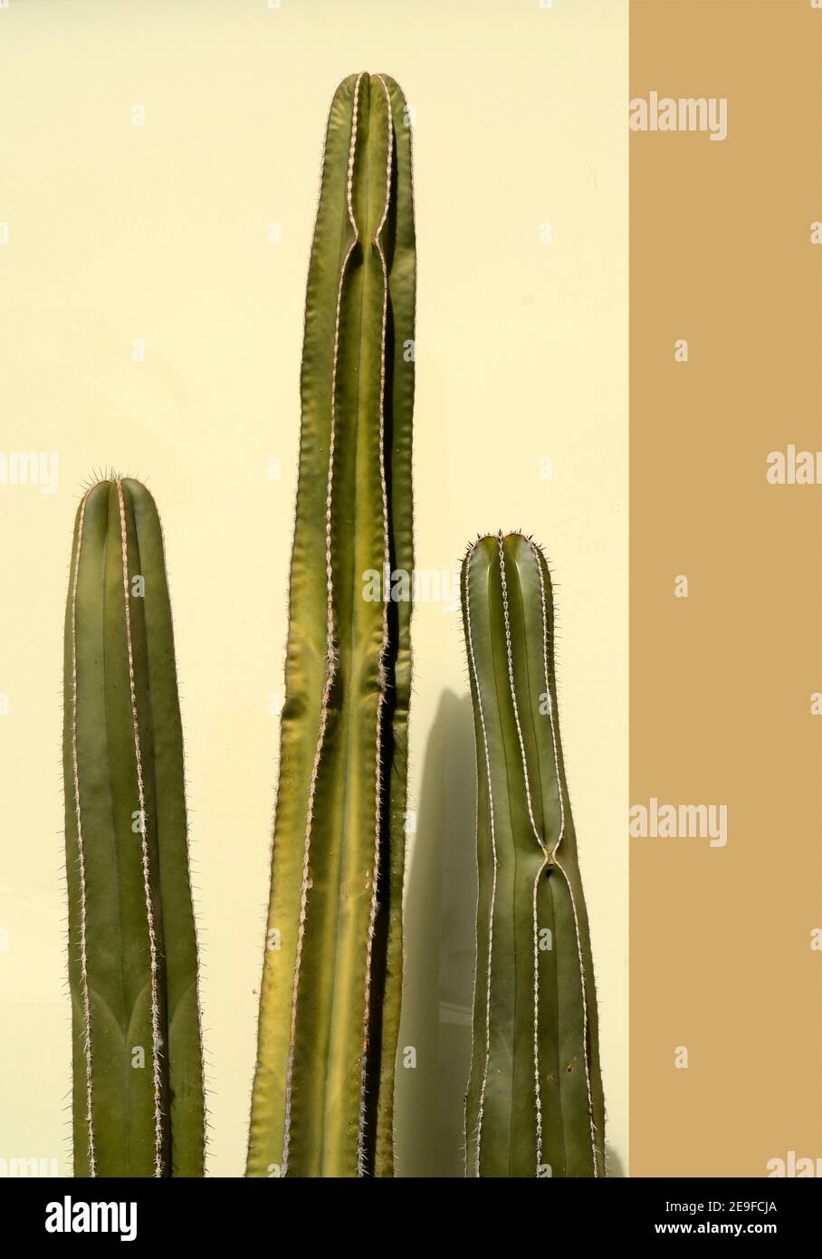 Decorative Mexican organpipe cactus (Stenocereus marginatus ...