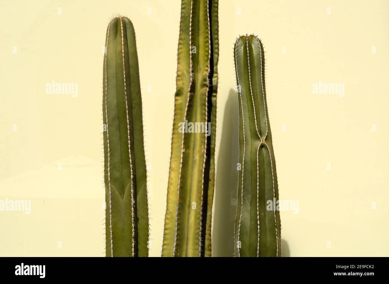 Decorative Mexican organpipe cactus (Stenocereus marginatus ...