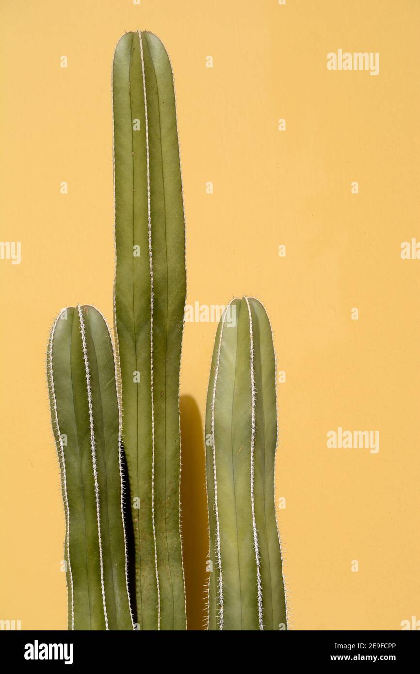 Decorative Mexican organpipe cactus (Stenocereus marginatus ...