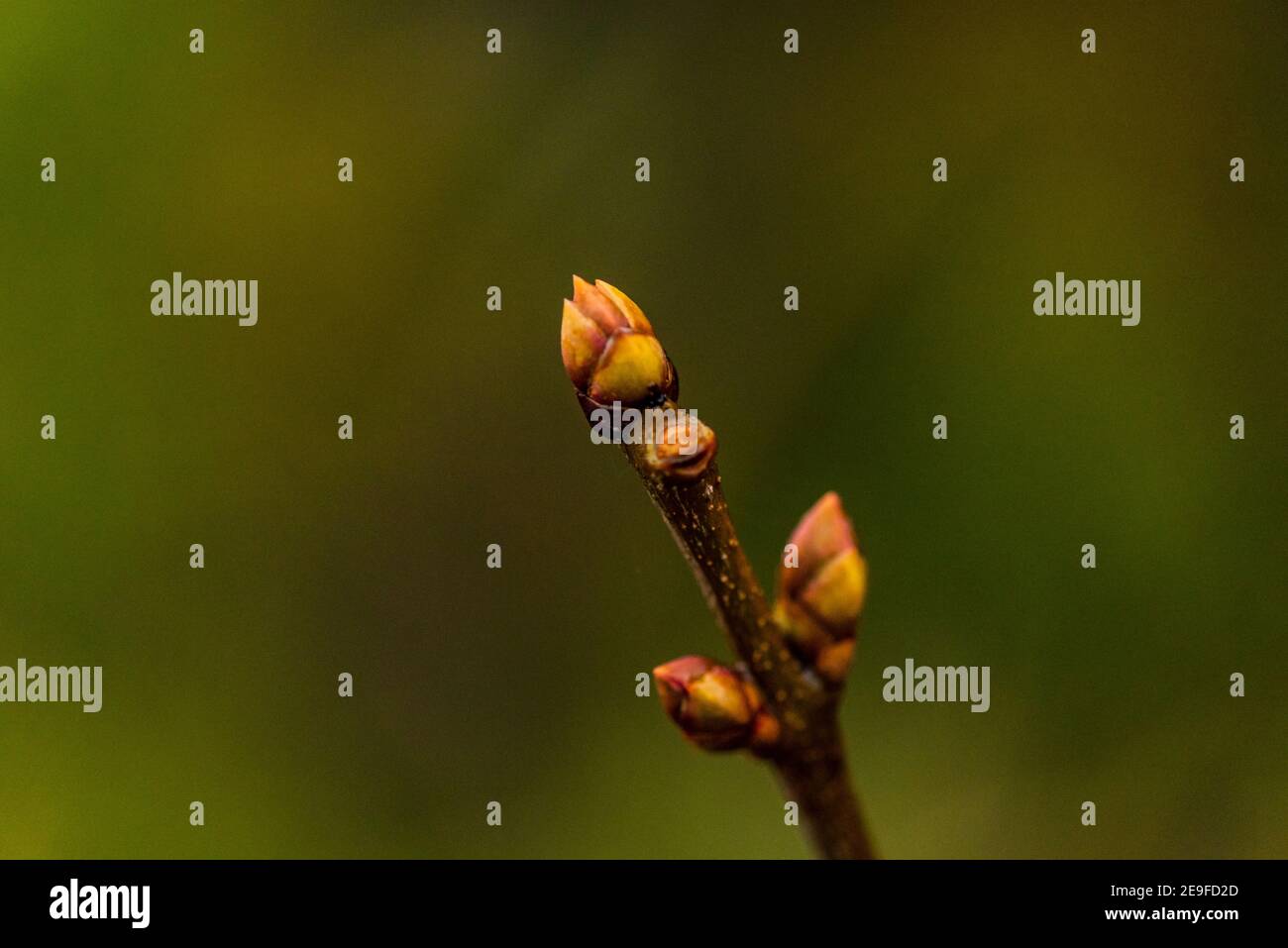 Tree branches with spring green budding leaves. tree buds in spring ...
