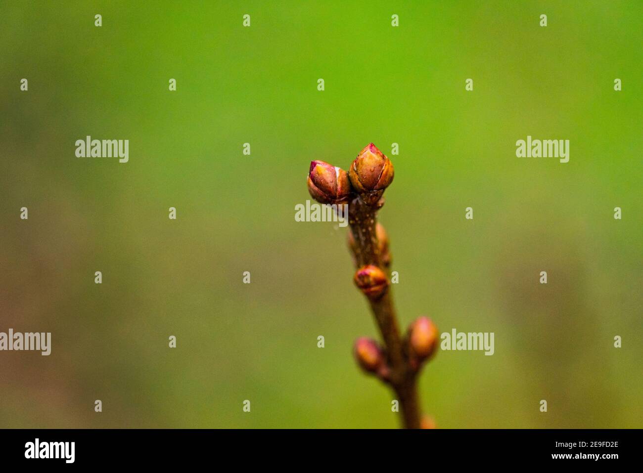 Tree branches with spring green budding leaves. tree buds in spring ...
