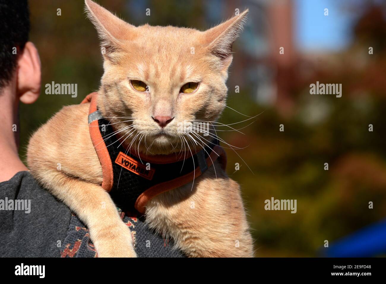 Man with cat on shoulder hi-res stock photography and images - Alamy