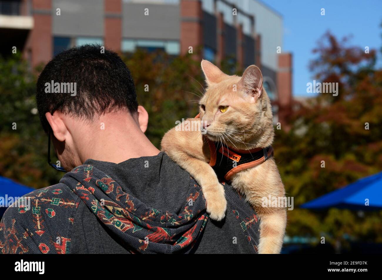 Man with cat on shoulder hi-res stock photography and images - Alamy