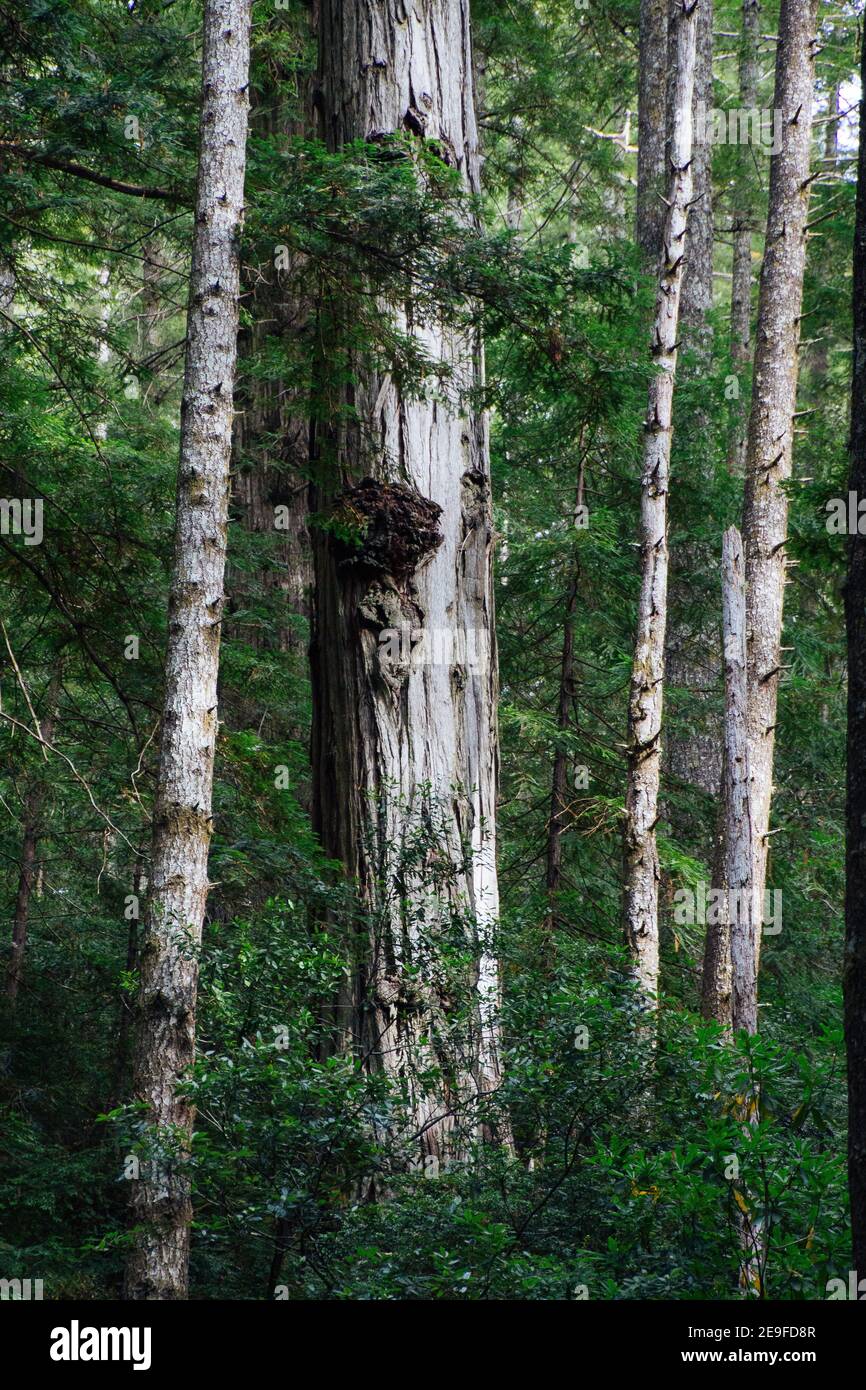 Vertical shot of the green tall tree trunk Stock Photo - Alamy