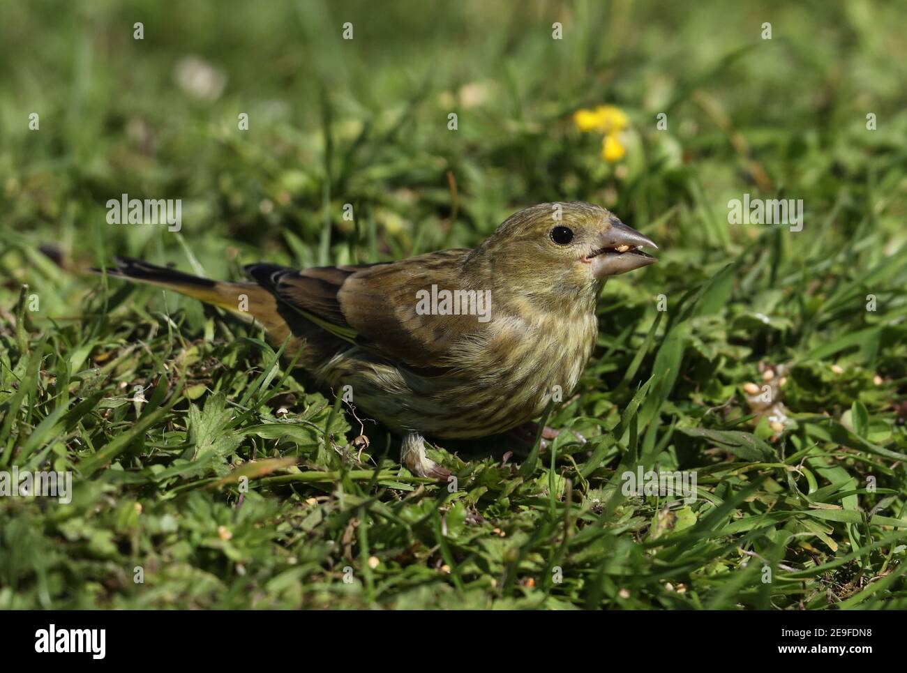 Juvenile greenfinch uk hi-res stock photography and images - Alamy