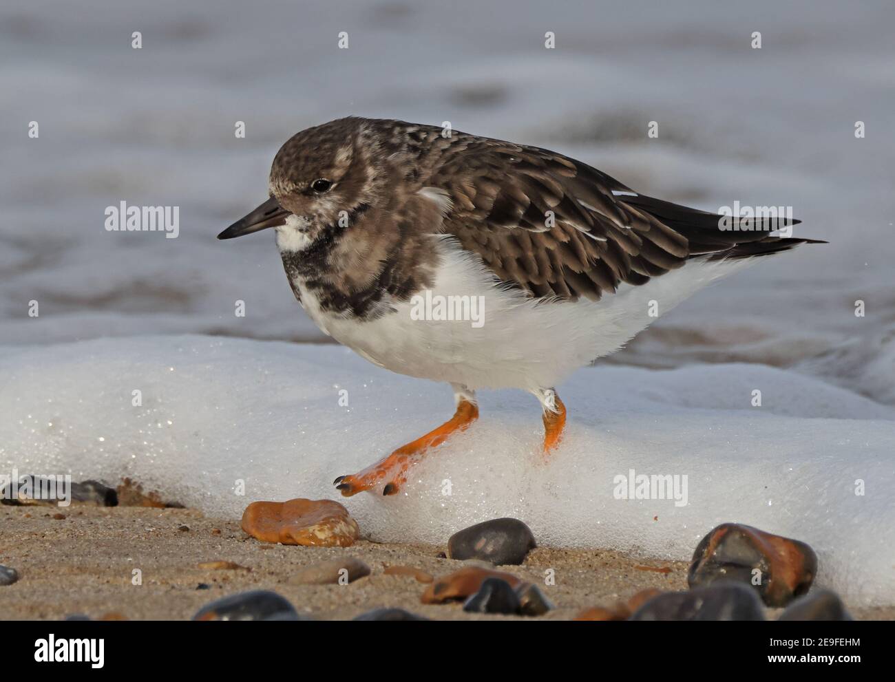 Ruddy Turnstone (Arenaria interpres interpres) first winter bird ...