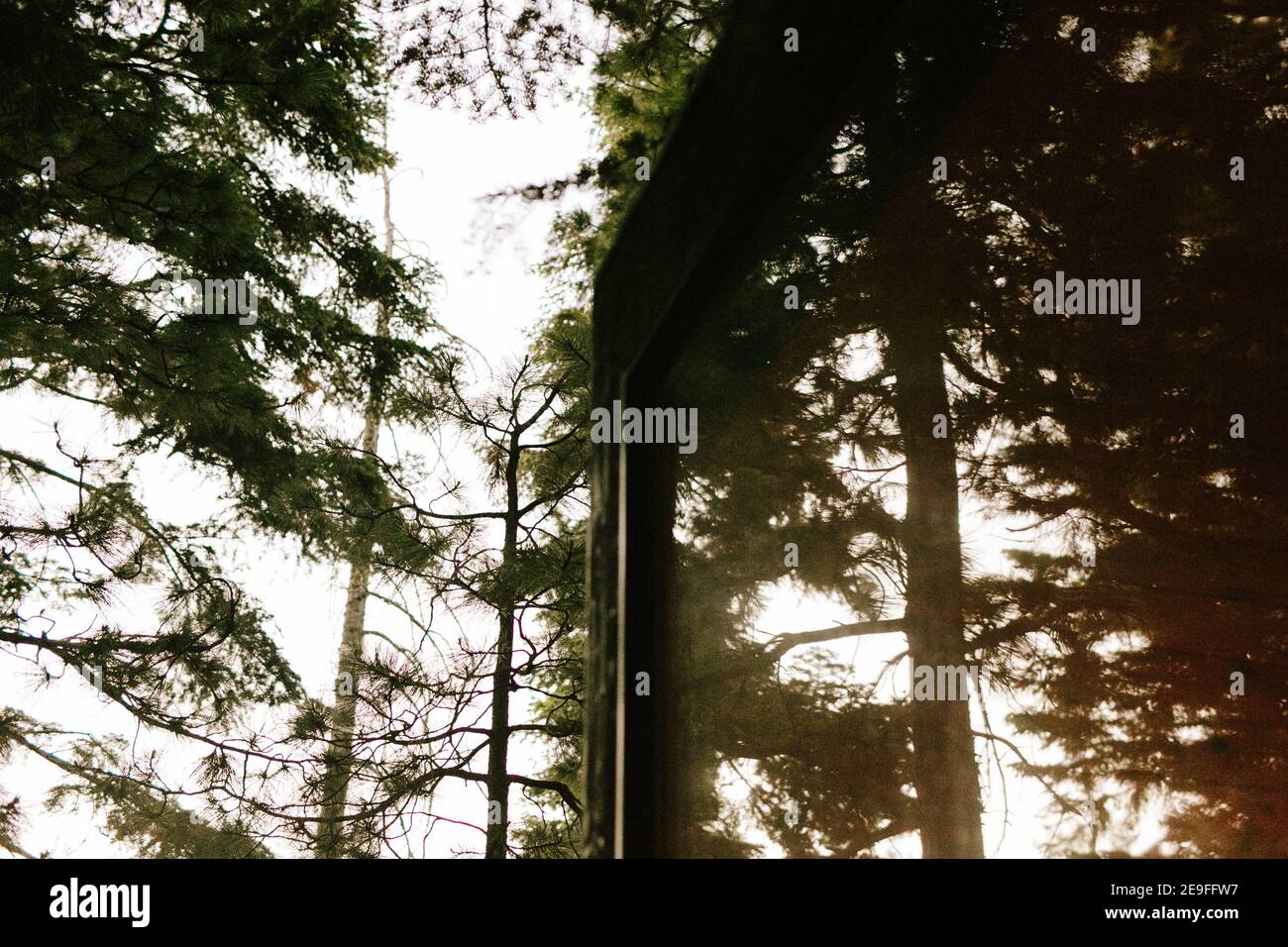 Low angle shot of growing trees in the forest under the sunlight Stock ...