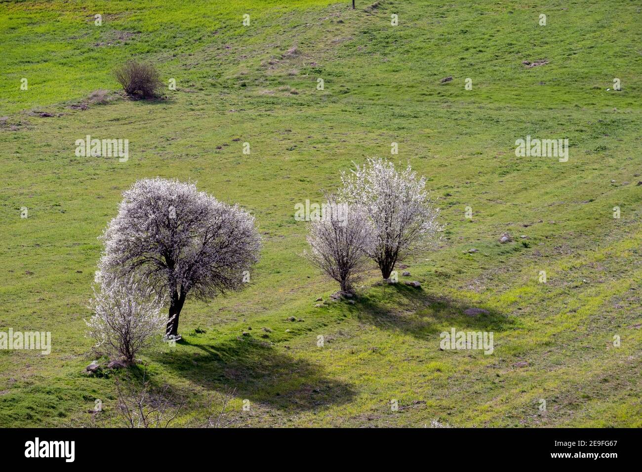Fruit tree in white bloom .Wild flowers and lush spring grass. Bright ...