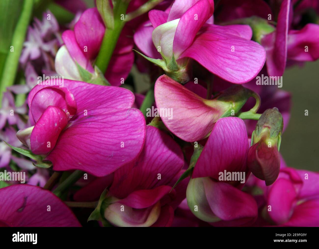 Pisum sativum in nature close-up Stock Photo - Alamy