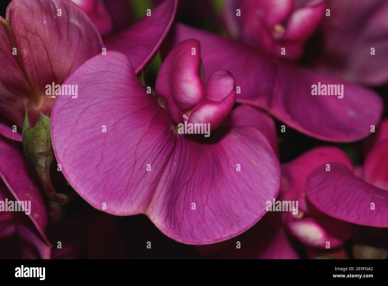 Pisum sativum in nature close-up Stock Photo - Alamy