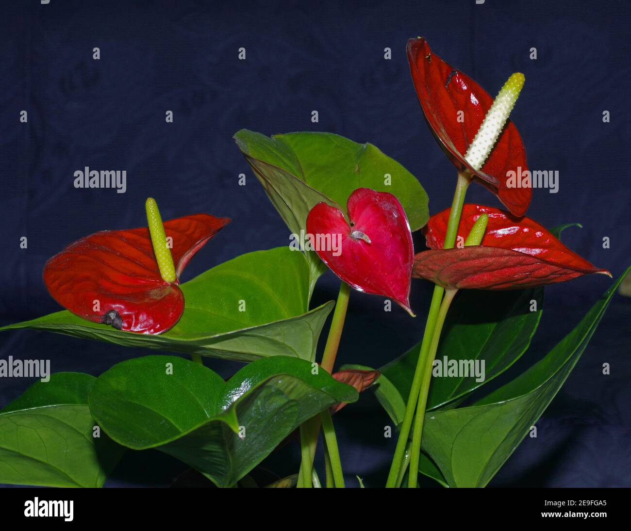 Red anthurium close up hi-res stock photography and images - Alamy