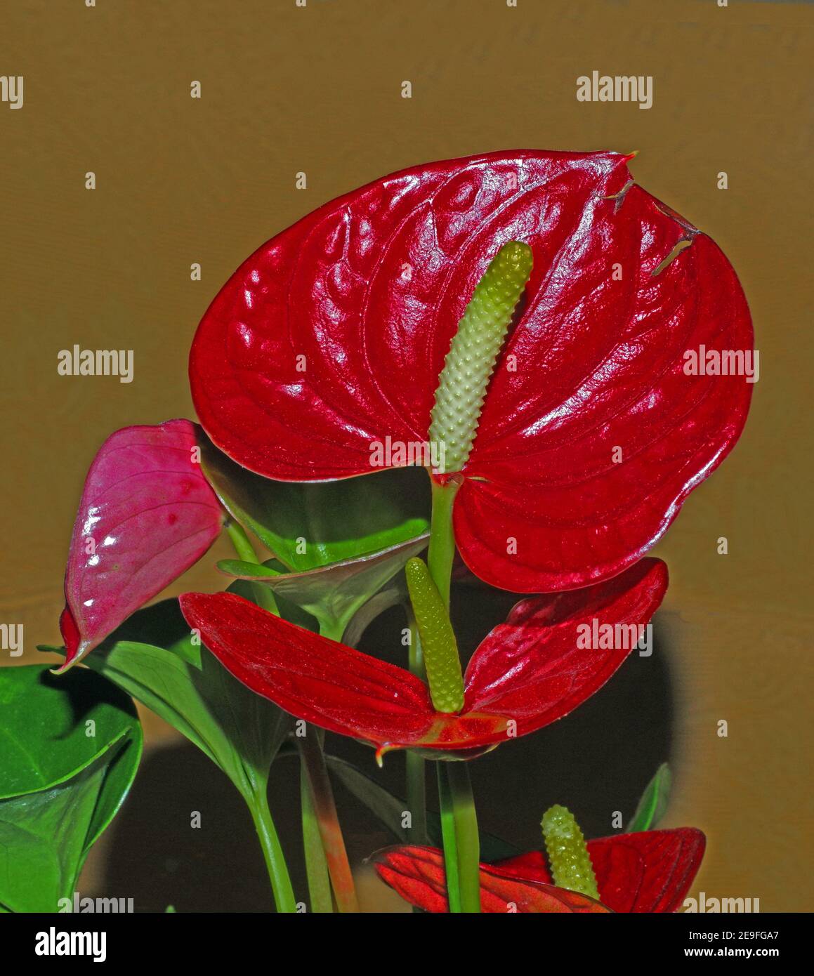 Red anthurium close up hi-res stock photography and images - Alamy