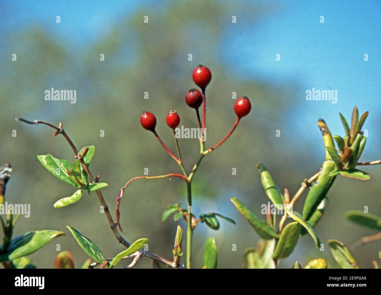 Withered rose close-up Stock Photo - Alamy