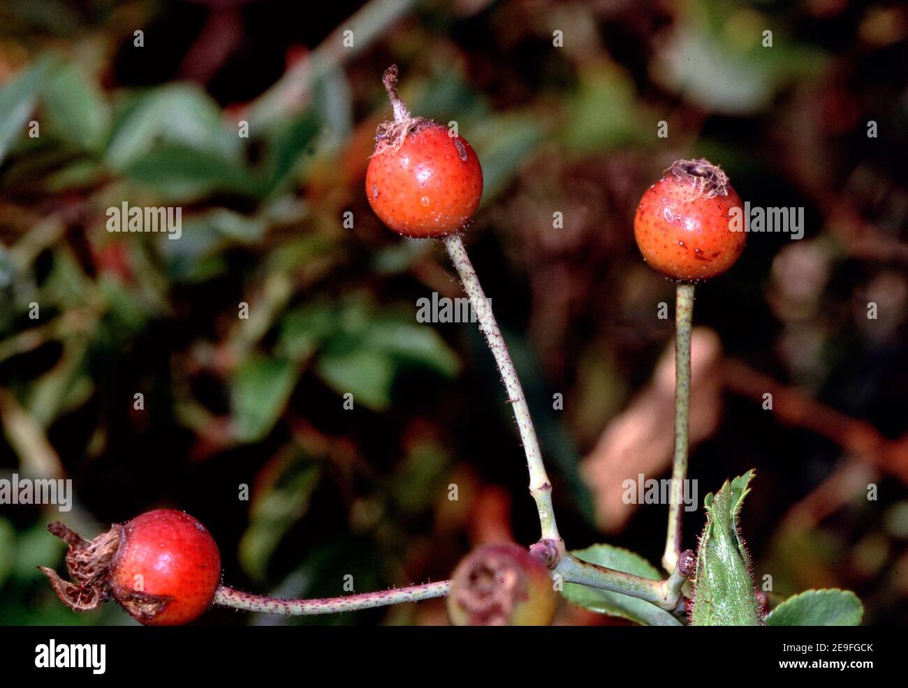 Withered rose close-up Stock Photo - Alamy