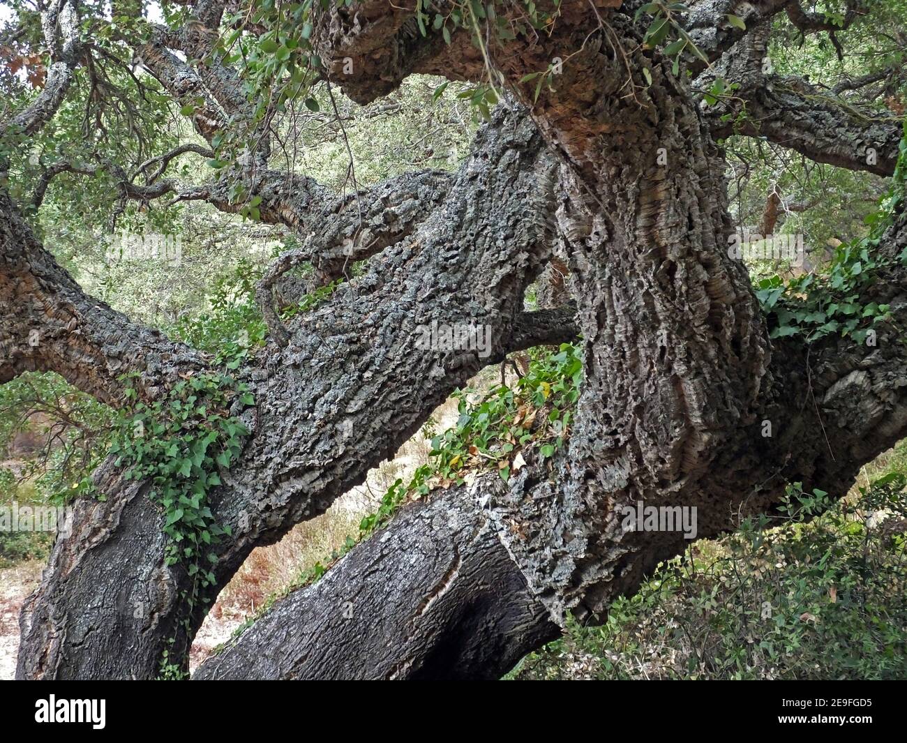 Cork-oak tree (quercus suber) in Sardinia countryside Stock Photo - Alamy