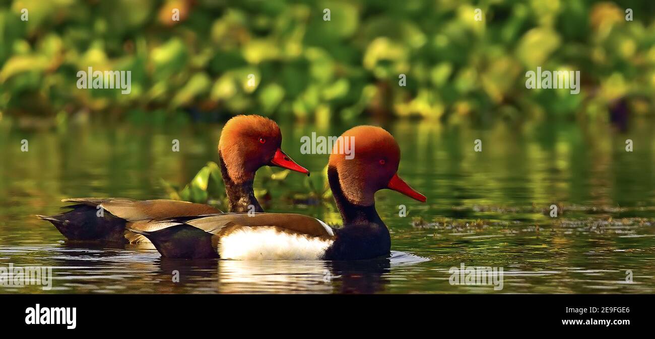 Closeup of Red-crested Pochards swimming in a lake captured during the ...